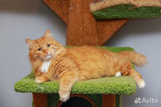 Кот в добрые руки