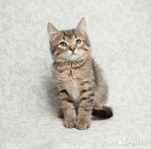 Котенок Август ищет дом