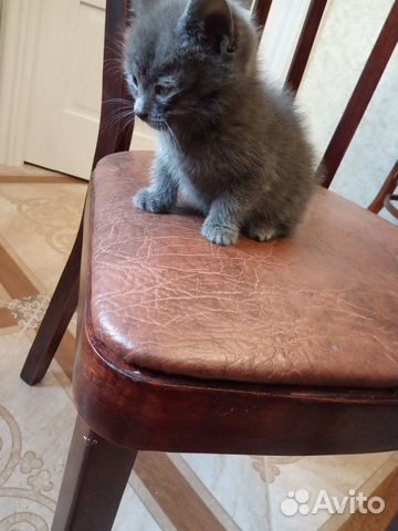 Котенок русская голубая