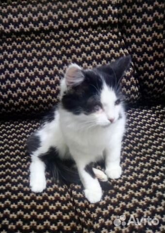 Котенок особенный Боня