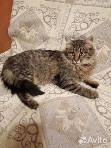 Кошечка Рыся 5 мес