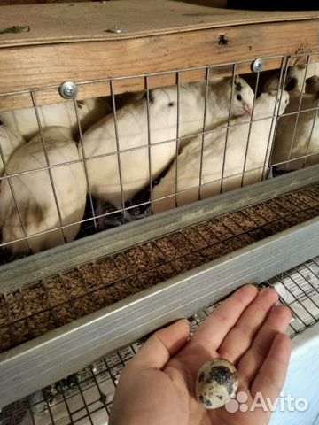 Перепела техасцы суточные