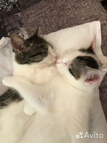 Две маленькие подружки ищут себе настоящий дом