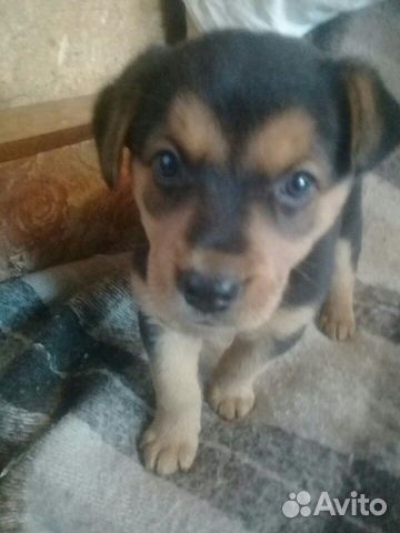 Щенок полупинчер