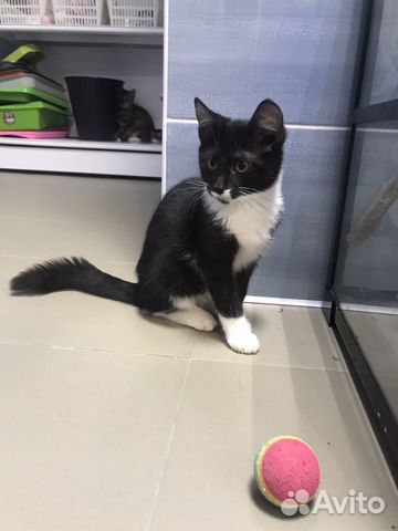 Котёнок чёрный с белым девочка Дали 2,5 месяца