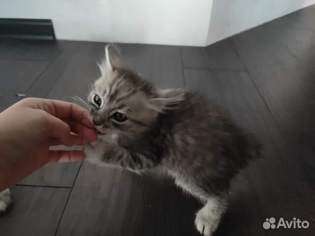 Котята курильского бобтейла