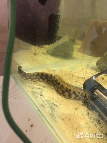 Мастацембел