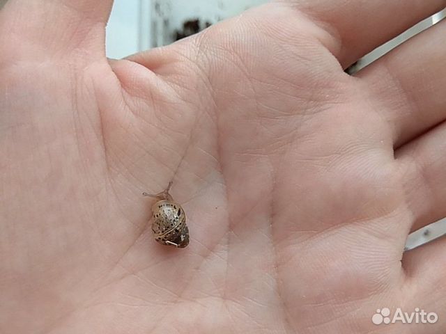 Улитка Ахатина