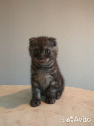 Шотландский вислоушка мальчик