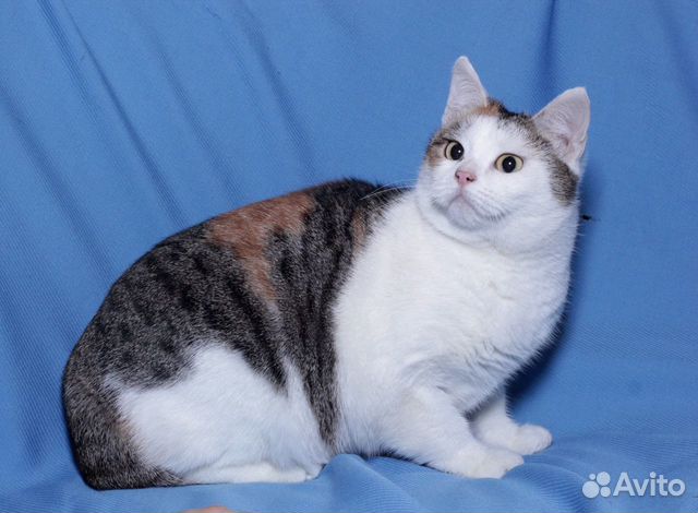 Стеша. Молоденькая кошка, 1 год. Милая и уютная