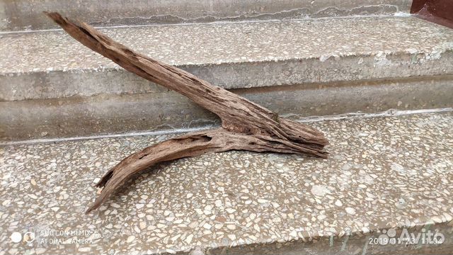 Мангровая коряга