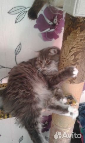 Отдам в добрые руки кошечку-красавицу