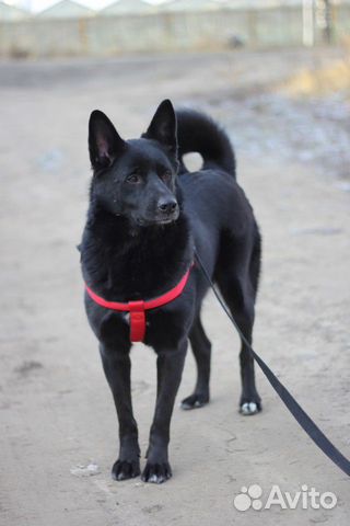 Отдам собаку Ночку