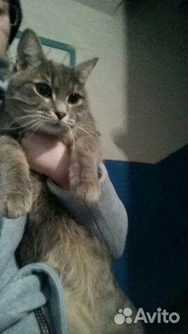 Серенький котик