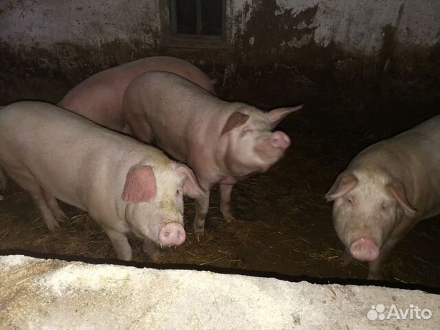 Поросенок ландрас