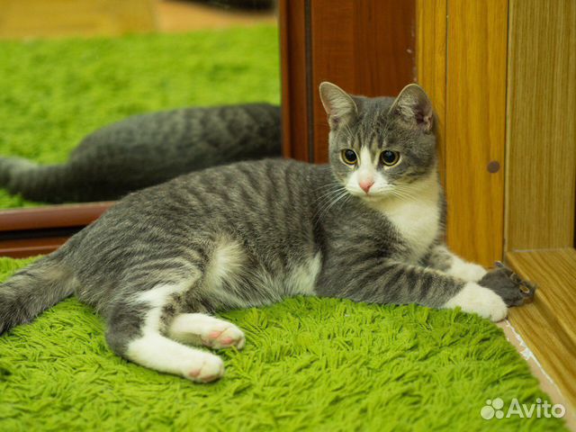 Отдам домашнего кота (6-7 месяцев)