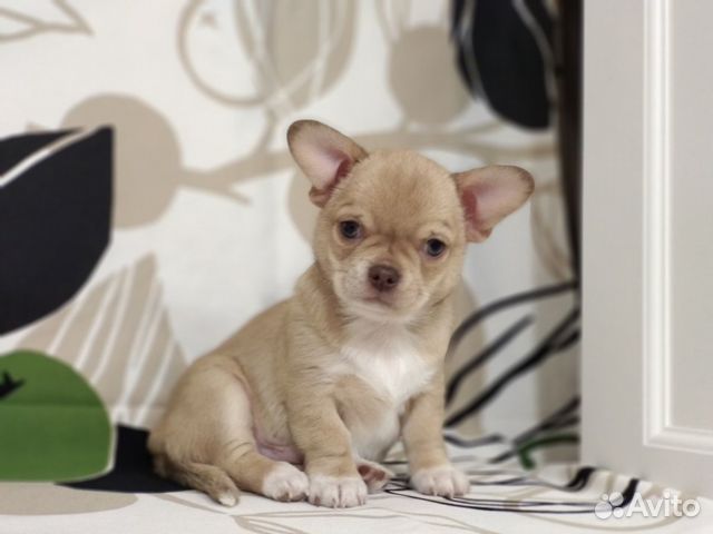 Щенки чихуахуа