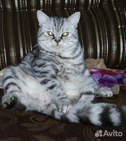 Ждем невесту