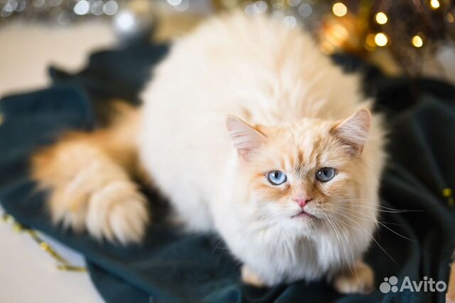 Невский маскарадный кот в дар