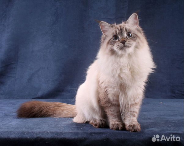 Продажа котят от чемпиона мира