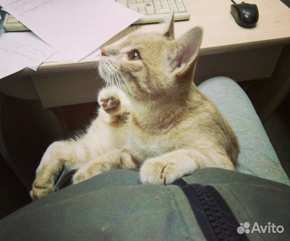 Кот ищет дом