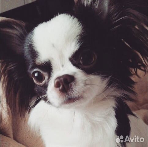 Чихуахуа вязка