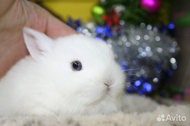 Карликовые кролики с прививками. Доставка