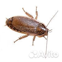 Мраморные тараканы на корм