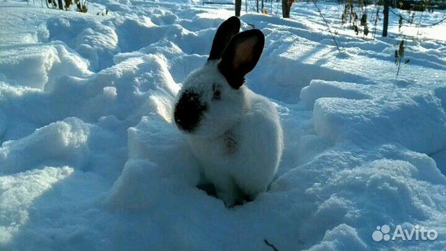 Продам крольчиху Калифорнийской породы