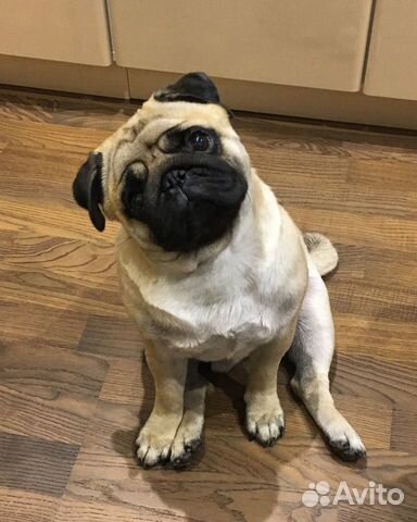 Мопсик приглашает на вязку