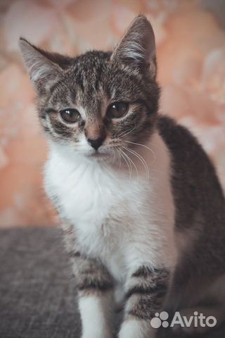 Кошка Стеша ищет дом