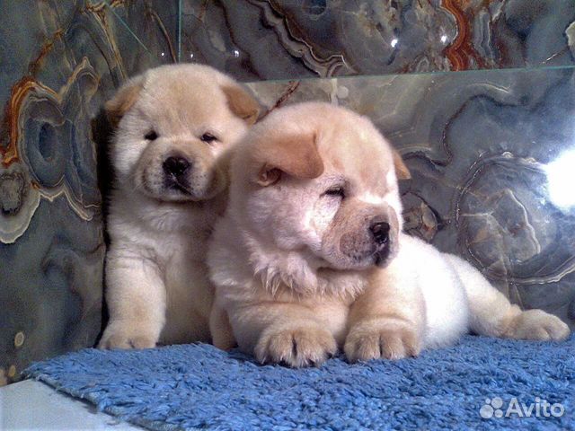 Щенки чау чау