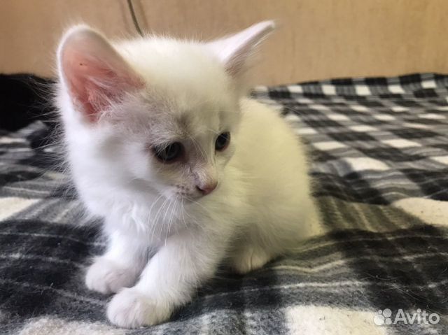 Котята