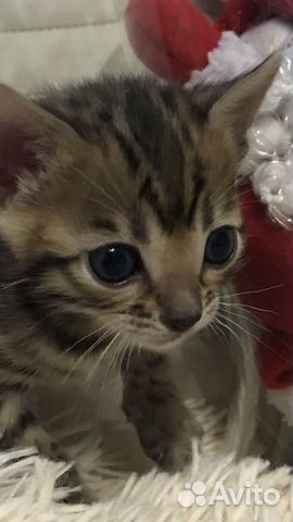 Бенгальские котята(Новогодний подарок )