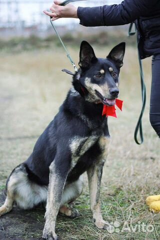 Молодая собака Латте ищет дом