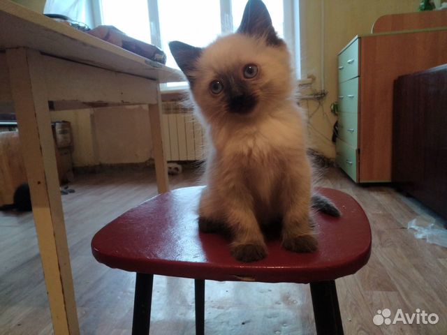 Тайские котята ищут дом