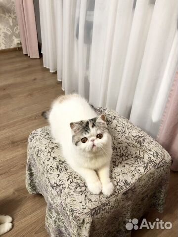 Экзот котёнок девочка