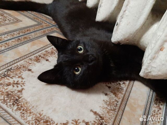 Котя