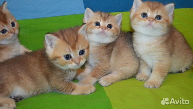 Британские мишки