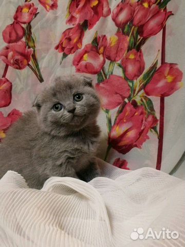 Шотландские медвежата