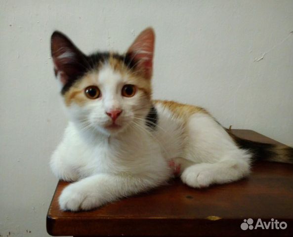 Котята Карамельное Ассорти в дар в добрые руки
