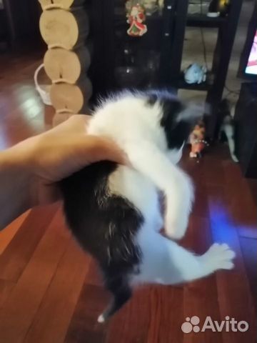 Чудесный мальчик би-колор