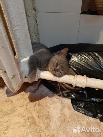 Кошечка