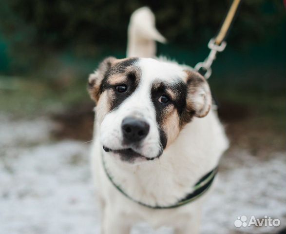 Беляш, добрый щенок в любящий дом