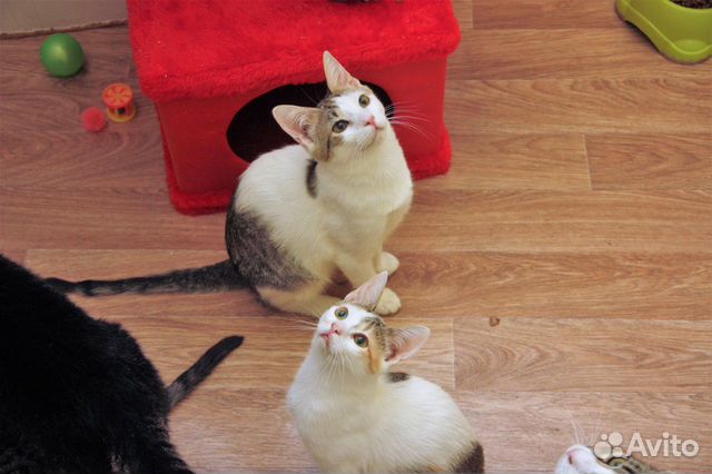 Беляшики мальчик и девочка в дар