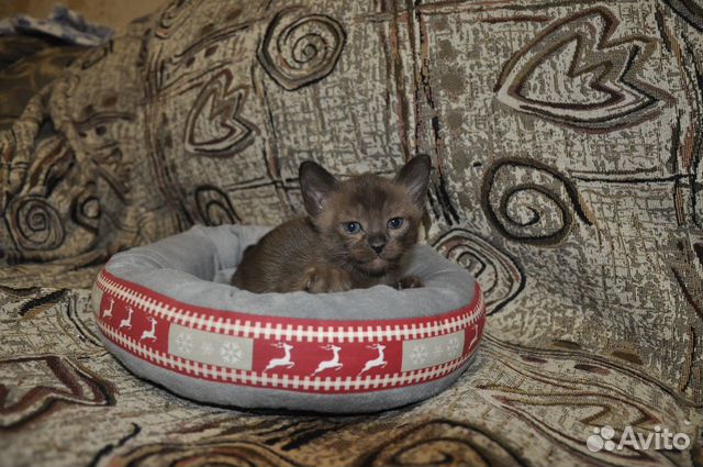 Котята Бурмы