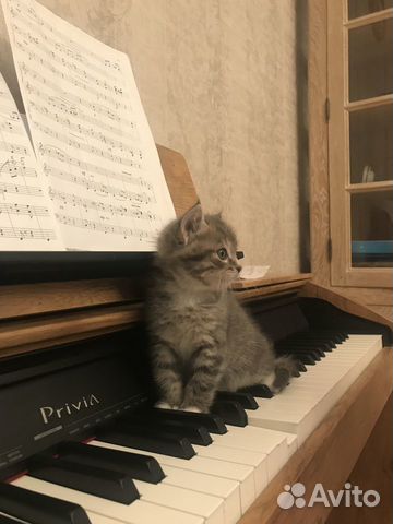 Котёнок- мышеловка