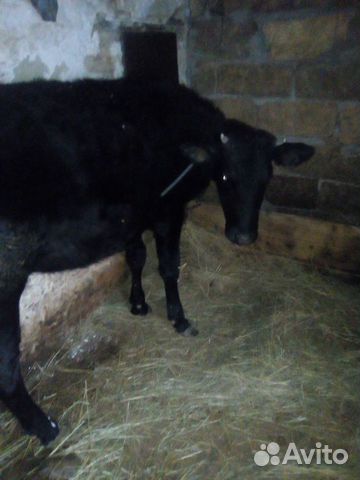 Тёлка 1год 4м