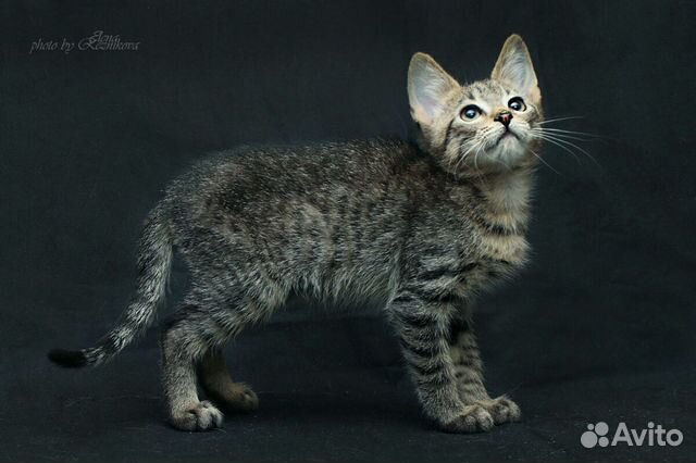 Полосатые котята - мальчик и девочка