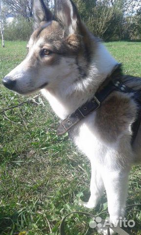 Злата. 10 месяцев в добрые руки